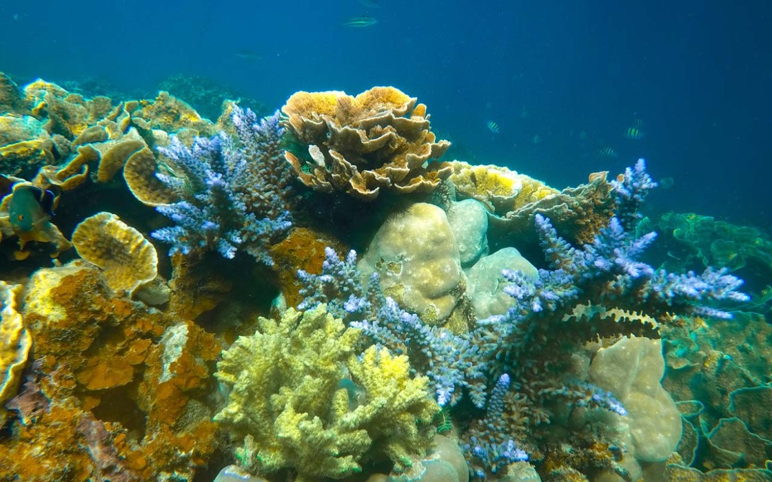 Paket Wisata Pahawang dan Teluk Kiluan - Wisata Lampung